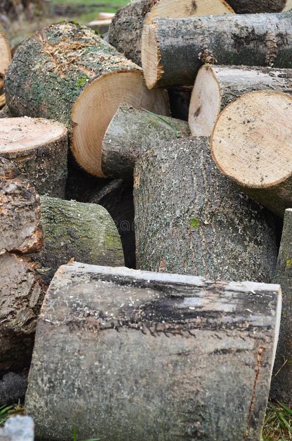 Several Stumps Stock Photos - Free & Royalty-Free Stock Photos from ...