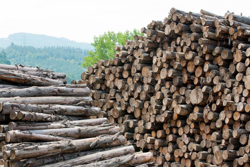 Wooden stumps stacked stock photo. Image of forestry - 20351372