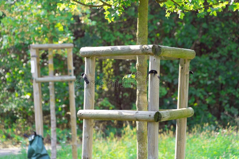 Wooden Support for Supporting the Trunk of a Young Tree Stock Image ...