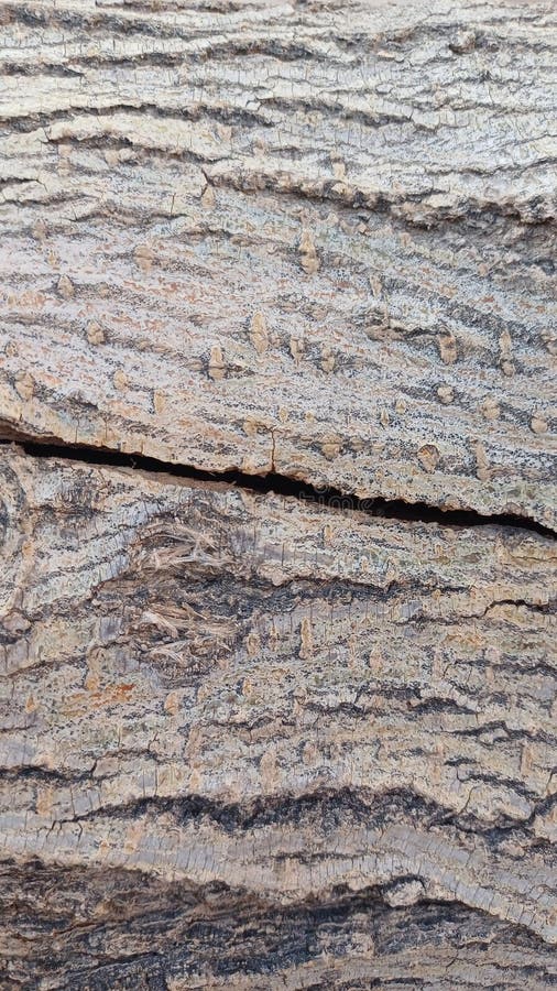 Textures of Time the Story in Tree Bark Stock Photo - Image of ...