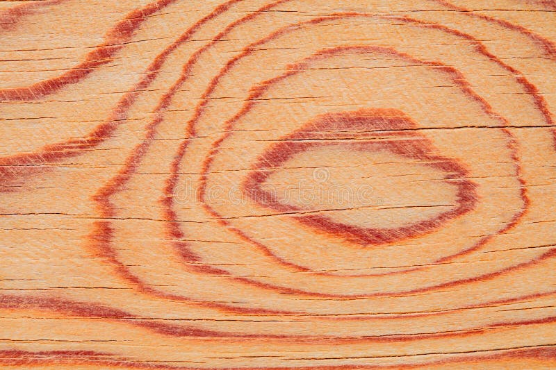 Wooden Surface Polished Board, Structure of Tree with Characteristic ...