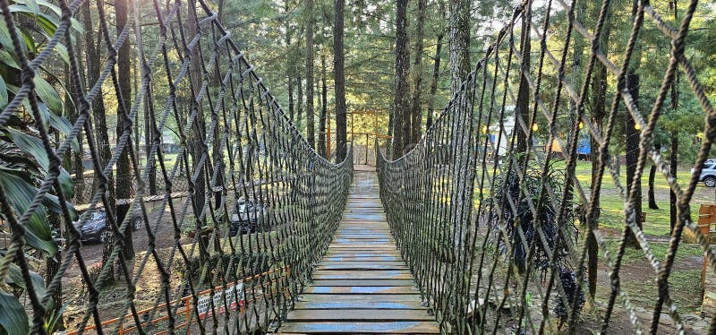 Wooden Suspension Bridge in the Pines Forrest Stock Photo - Image of ...