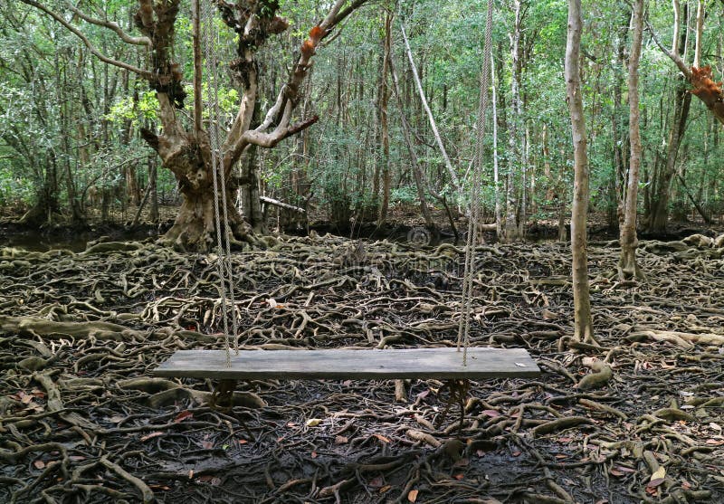 Wooden Swing in the Mangrove Forest with Awesome Tree Roots Stock Image ...