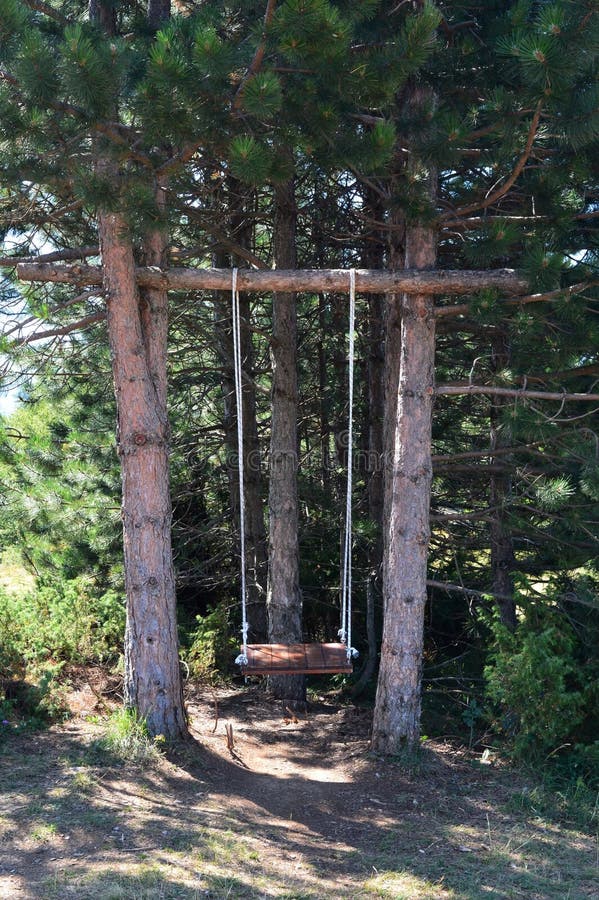 Wooden Swing on a Pine Tree Stock Photo - Image of grove, trunk: 271784196