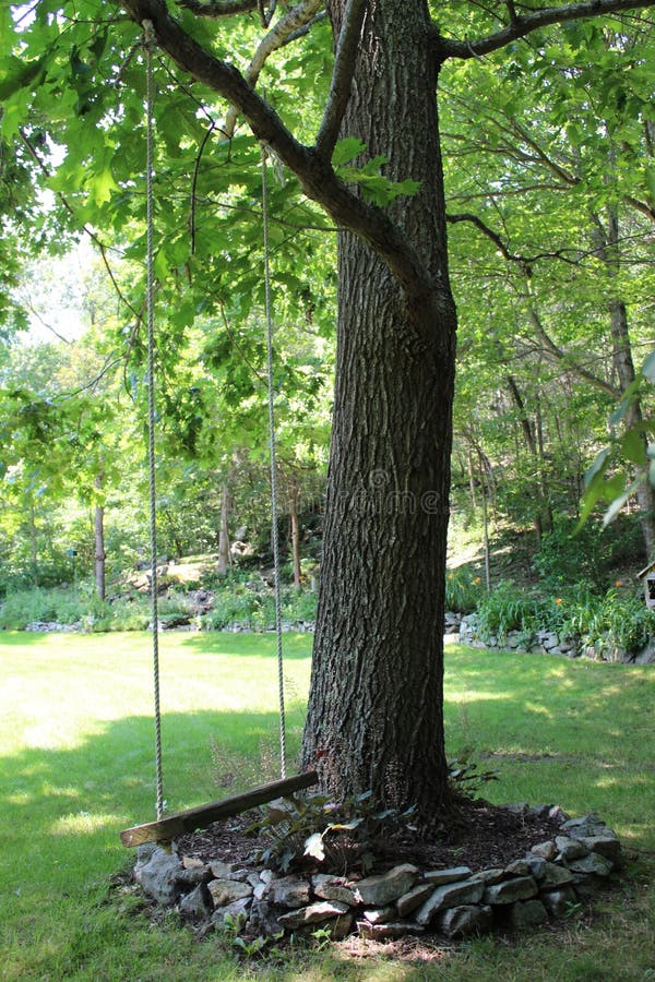 Wooden Swing Set on a Large Tree in the Forest Stock Photo - Image of ...