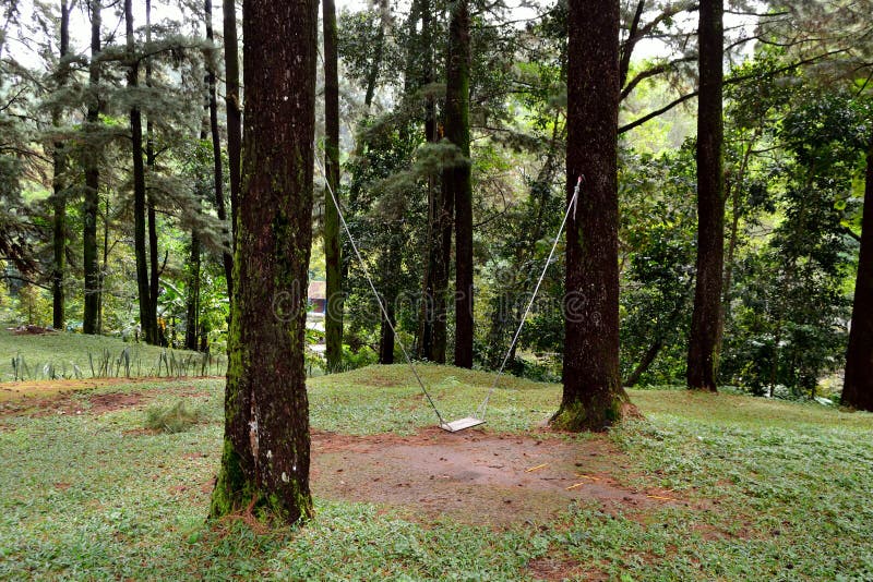Wooden Swing between the Trees Stock Photo - Image of relax, plank ...