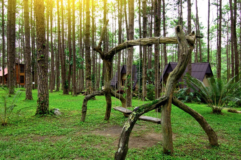 Wooden Swings Hanging on the Tree Branches in the Pine Tree Forest ...