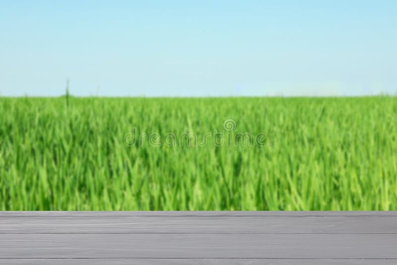 Wooden Table Against Field. Agriculture Concept Mockup Stock Image ...