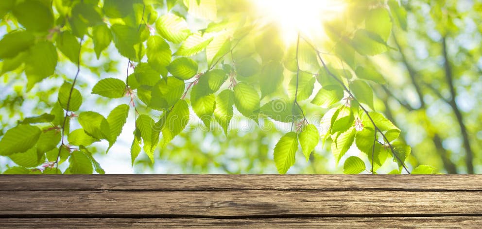 Wooden table banner stock photo. Image of material, conservation ...