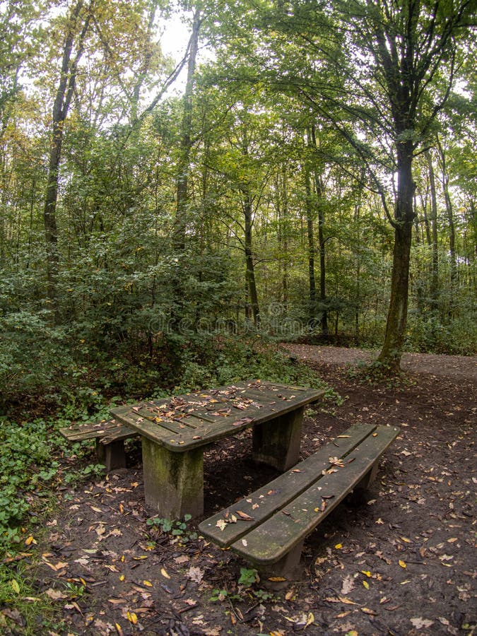 Wooden Table and Benches in the Forest Stock Image - Image of outdoor ...