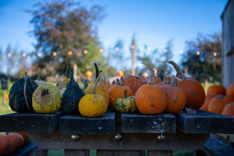 Assorted Pumpkins and Squash Picked Up in Basket at Country House with ...