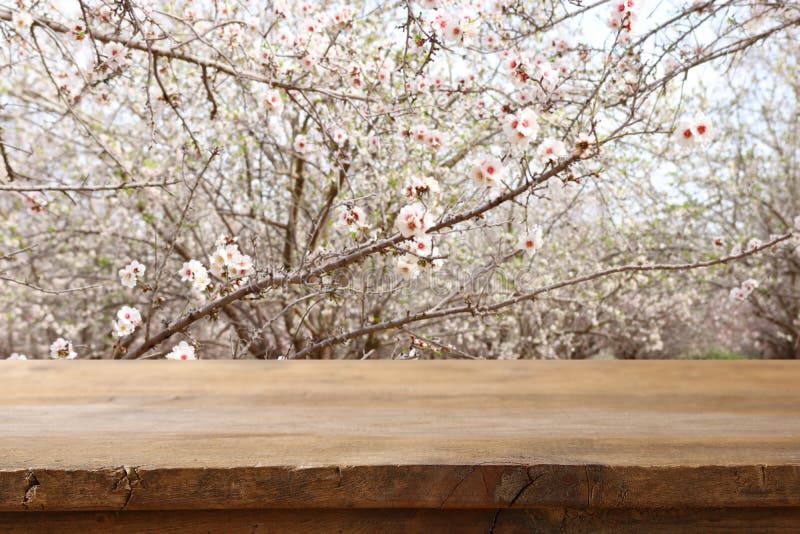 Wooden Table in Front of Spring Blossom Tree Landscape. Product Display ...