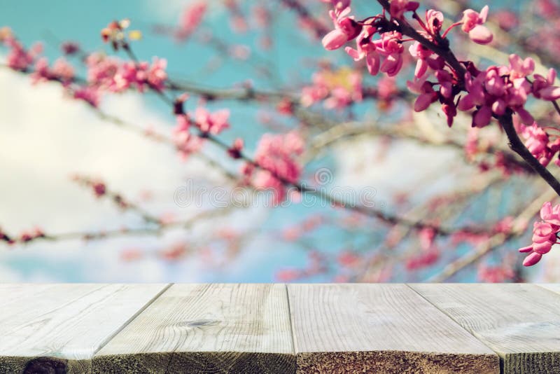 Wooden Table in Front of Spring Blossom Tree Landscape. Product Display ...