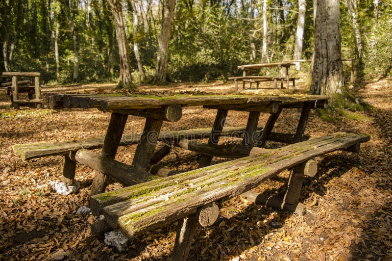 The wooden table stock image. Image of wood, forest, leaves - 46688991