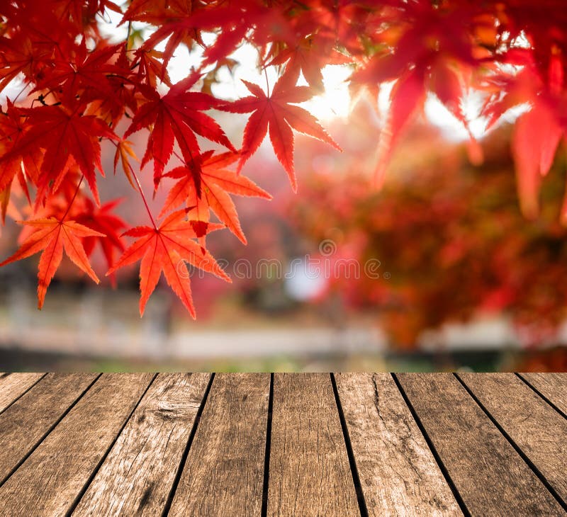 Wooden Table Top on Blurred Red Maple Leaves in Corridor Garden Stock ...