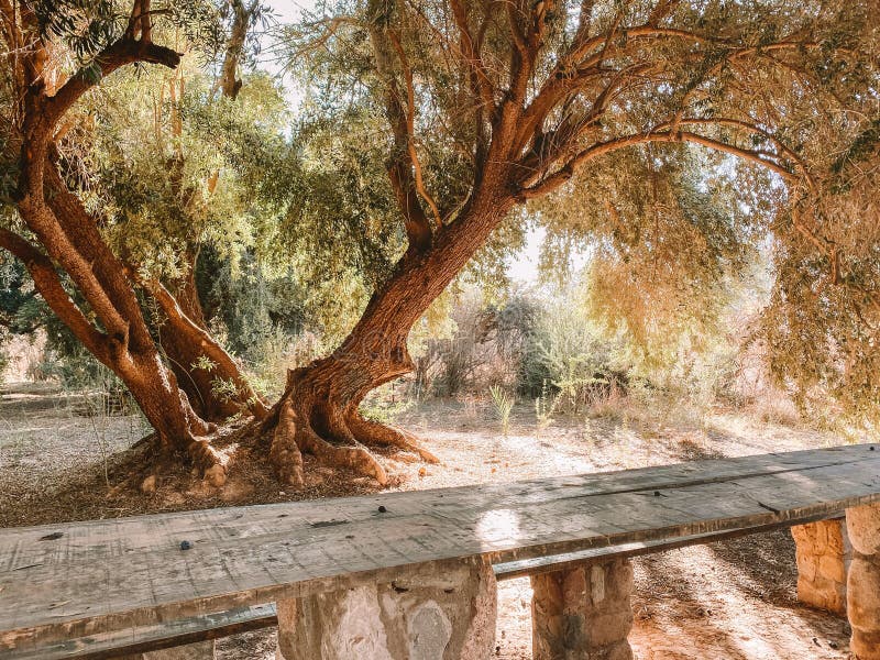 Wooden Table Under an Old Giant Olive Tree on Sunset in Catamarca ...