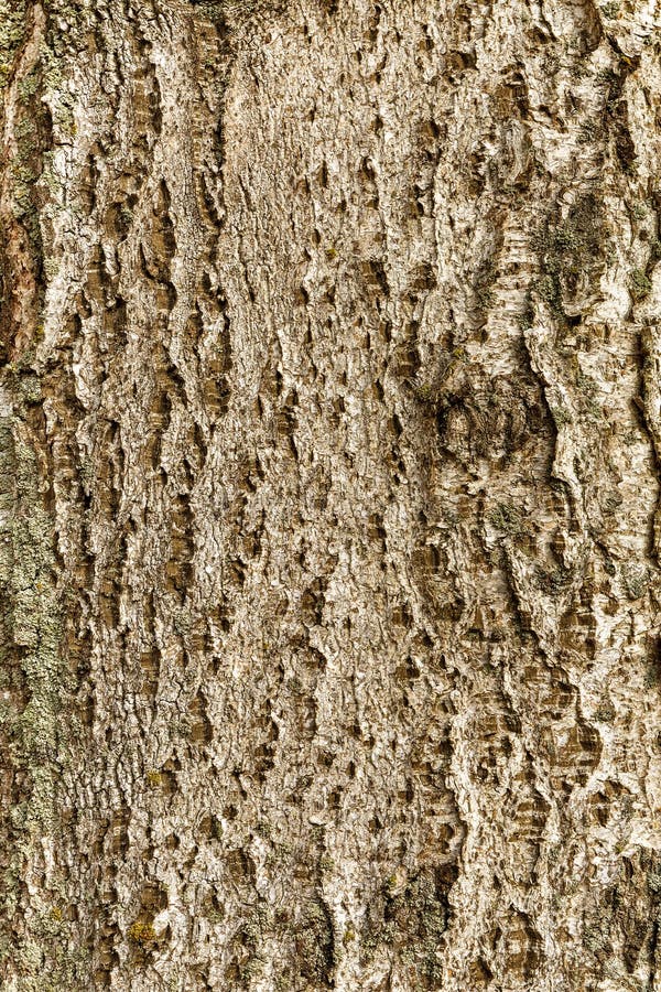 Wooden Texture Aspen of Dark, Rough Tree Bark Brown Color Stock Image ...