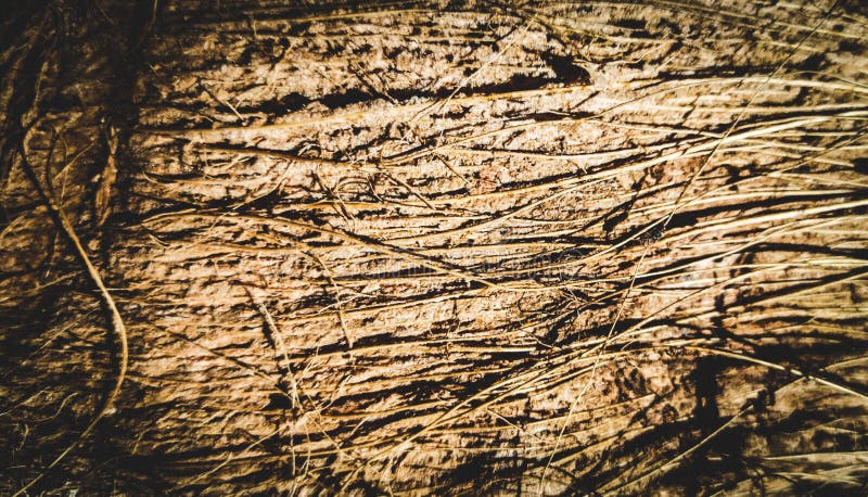 Wooden Texture for Background with Deep Lines Stock Photo - Image of ...