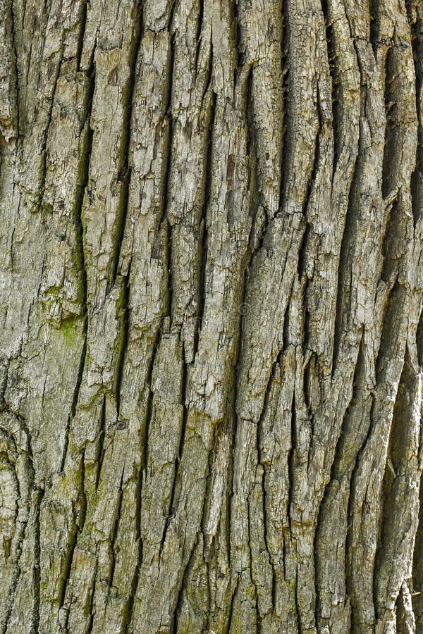 Wooden texture background stock image. Image of forest - 95085251