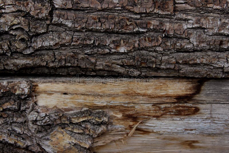 Tree Texture. Tree Background. Crack Tree Texture Stock Photo - Image ...
