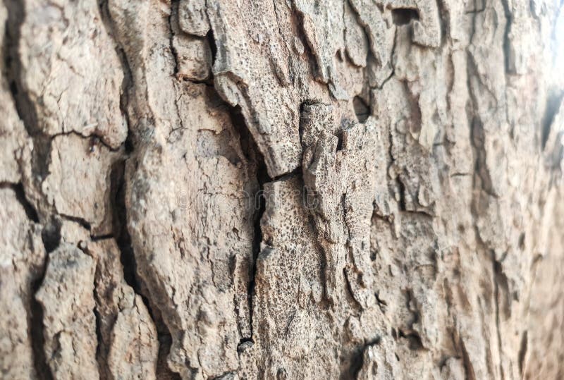 Wooden Texture of a Big Old Tree Stock Image - Image of wooden, tree ...