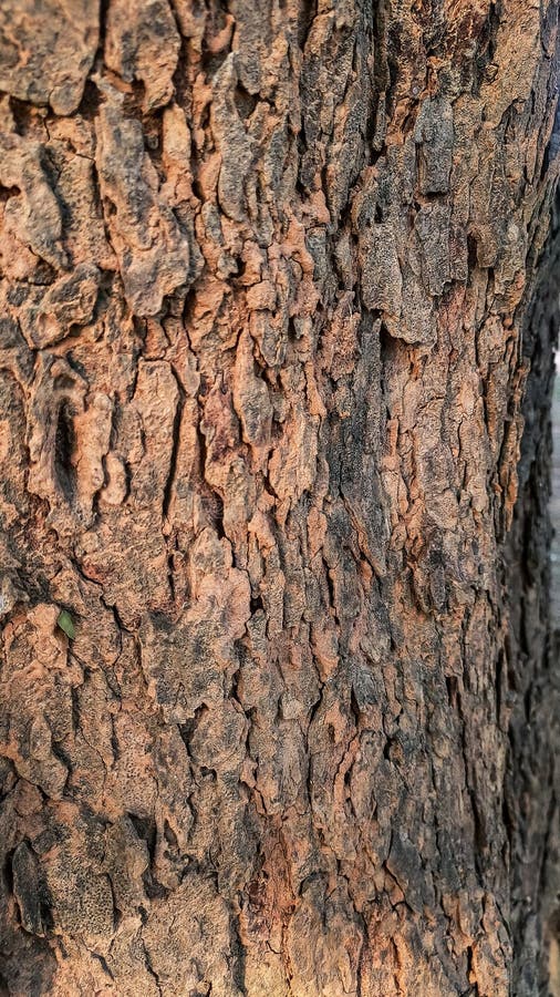 Wooden Texture of a Big Old Tree Stock Image - Image of clothing, tree ...