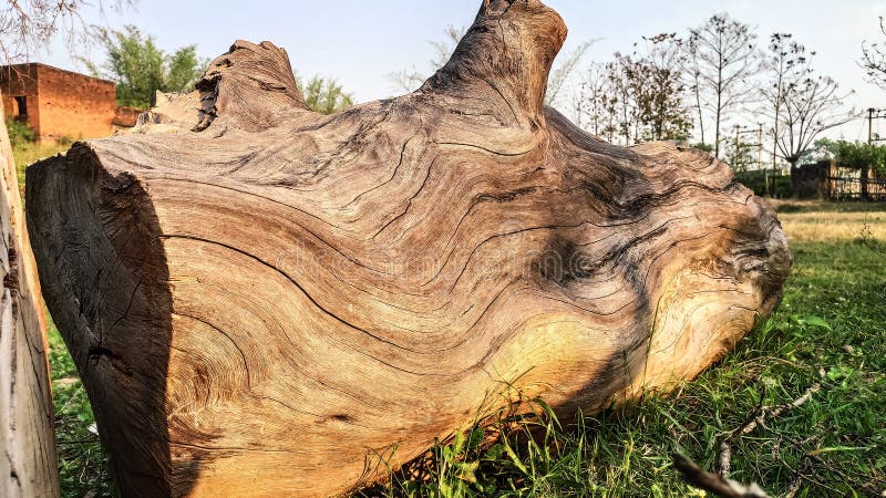 Wooden Texture of a Big Old Tree Trunk Stock Image - Image of circle ...