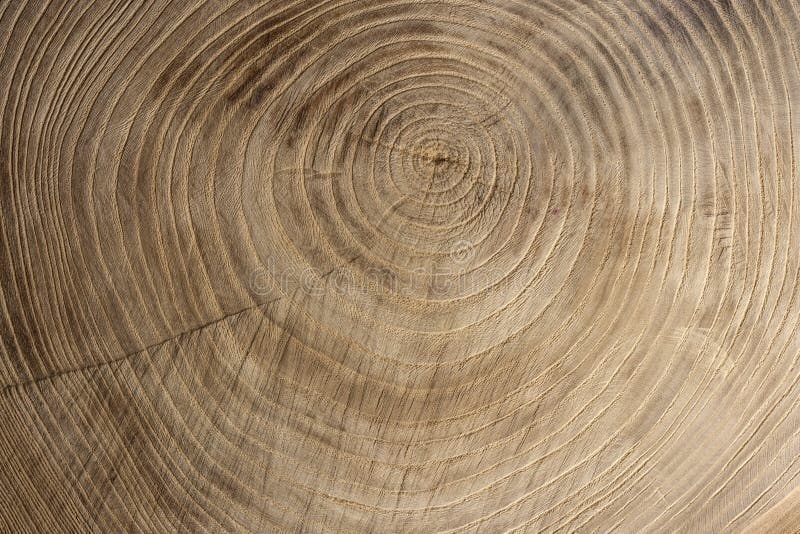 217 Maple Wood Cross Section Stock Photos - Free & Royalty-Free Stock ...