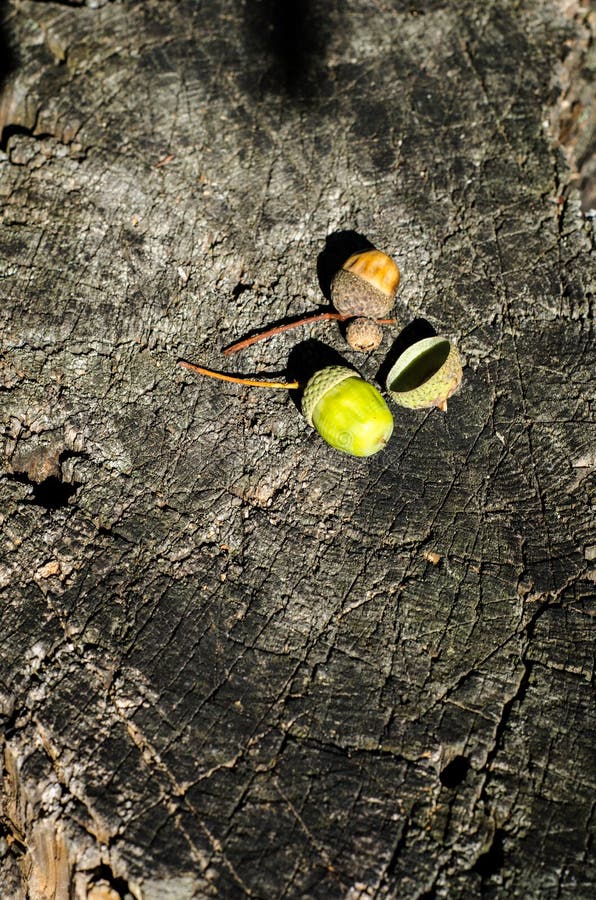 Wooden Texture of Cut Tree Trunk and Two Acorns. Stock Photo - Image of ...