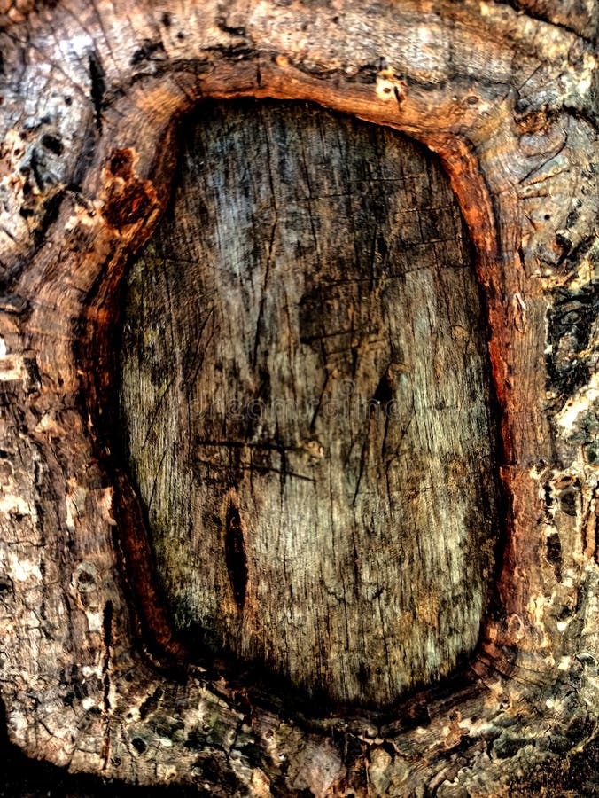 Wooden Texture Frame Blank Tree Trunk Mark Stock Image - Image of leaf ...