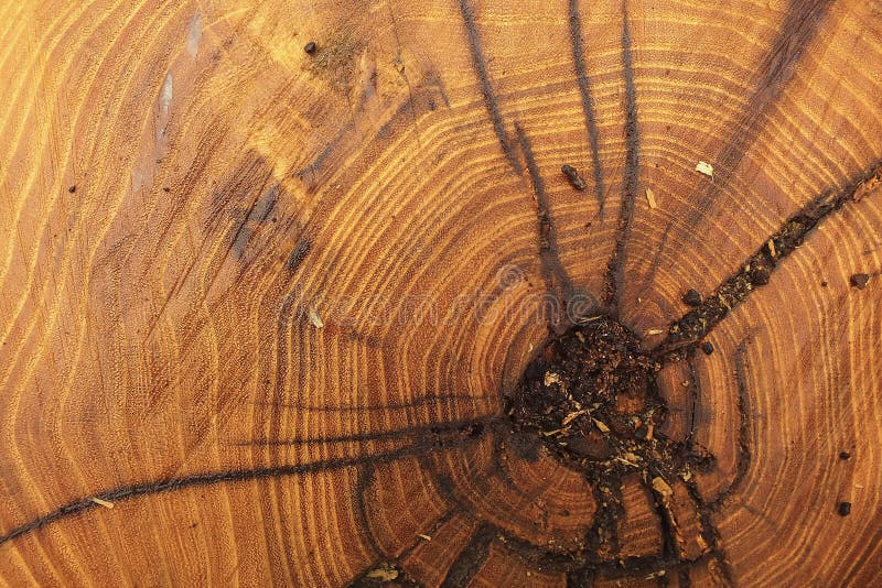 Black Locust Log, Cross Section Stock Photo - Image of timber, circle ...