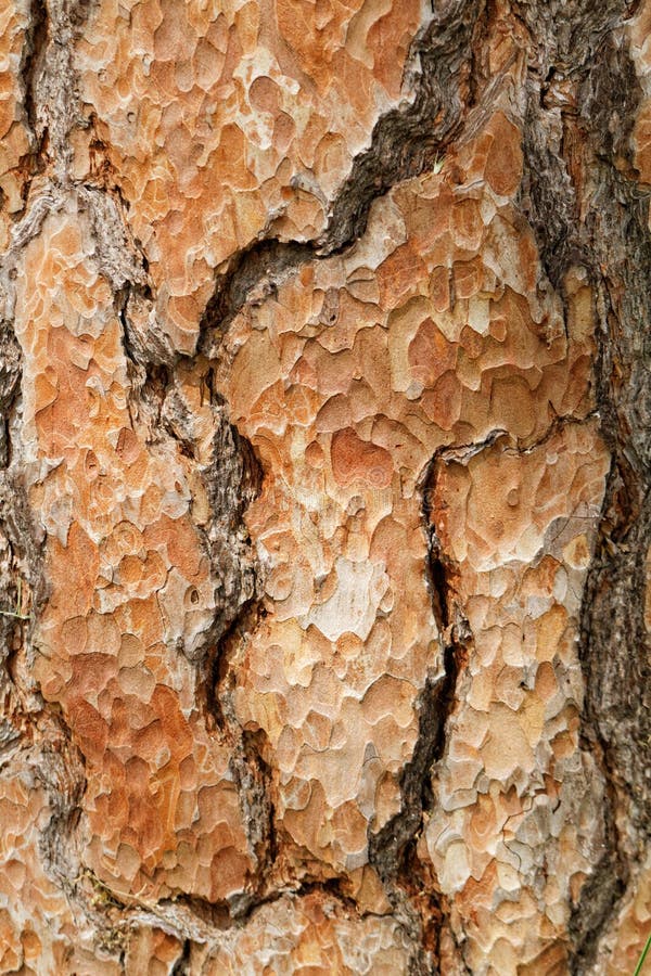 Wooden Texture. Macro Pine Tree Stock Image - Image of pine, design ...
