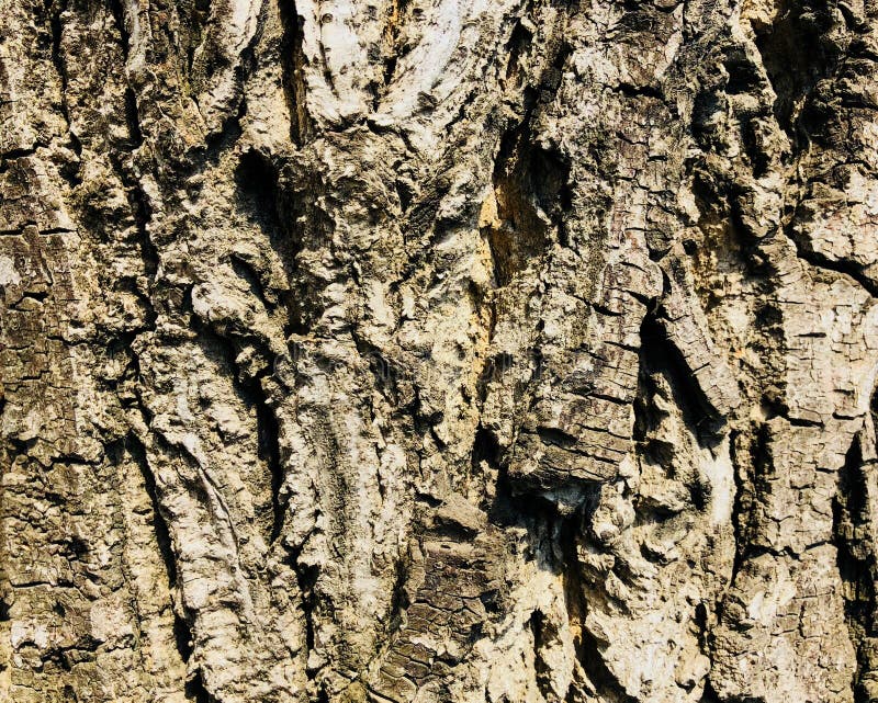 Background of Bumpy Bark stock photo. Image of bumpy - 108967668