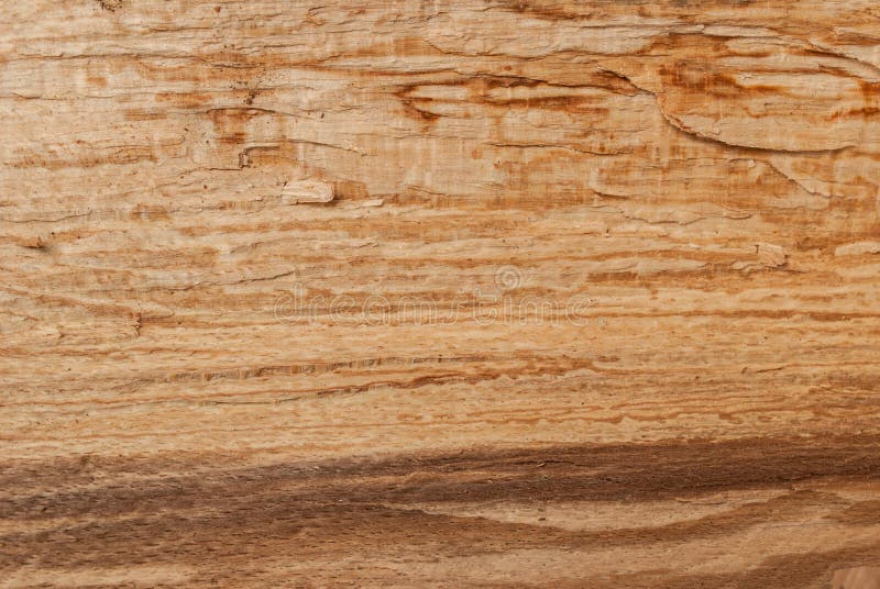 Close Up of Wooden Texture Background. Beech Tree Stock Image - Image ...