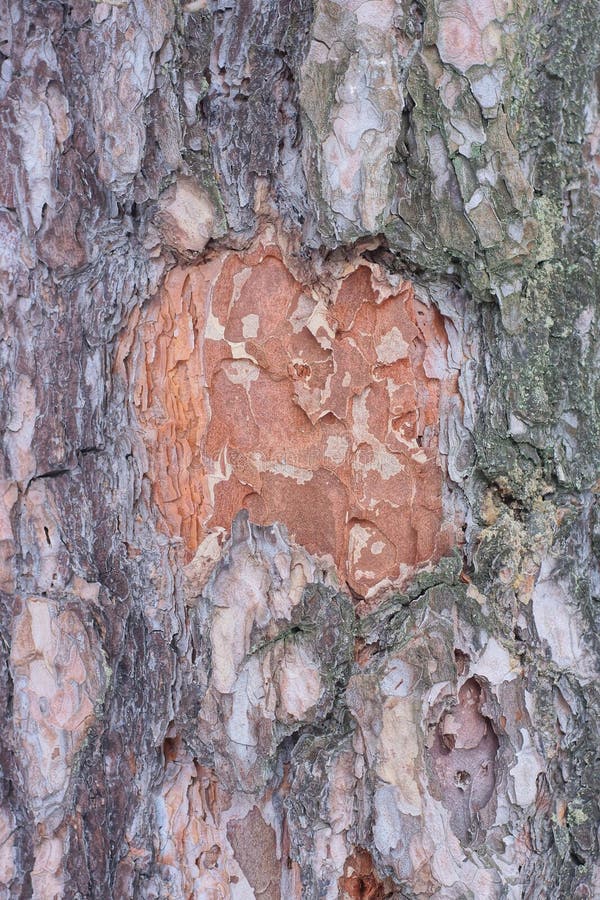 Wooden Texture of Pieces of Bark with a Cut on a Pine Tree Stock Image ...