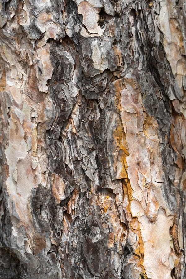 Wooden Texture. Pine Tree, Close-up View Stock Photo - Image of close ...