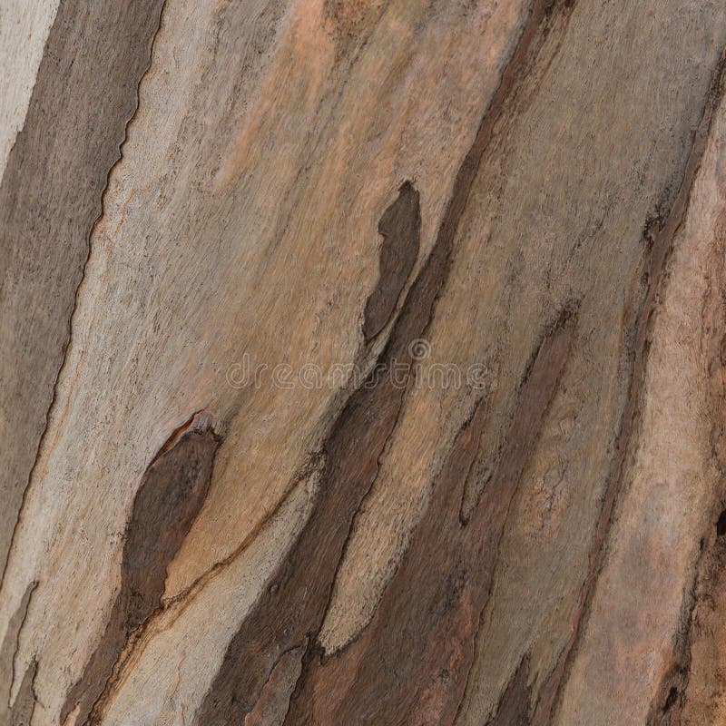 Texture of Platan Tree Bark. Background for Design Stock Photo - Image ...