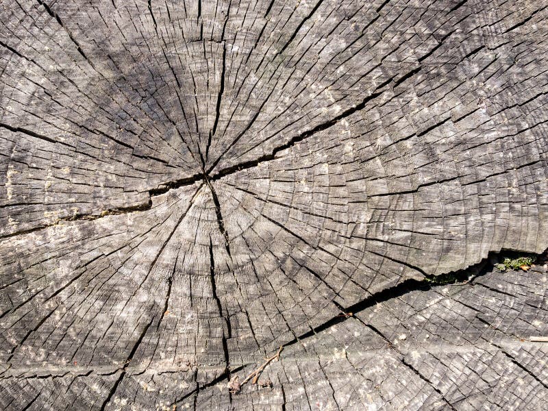 Wooden Texture of Rough Old Round Cut Down Oak Tree with Cracks and ...