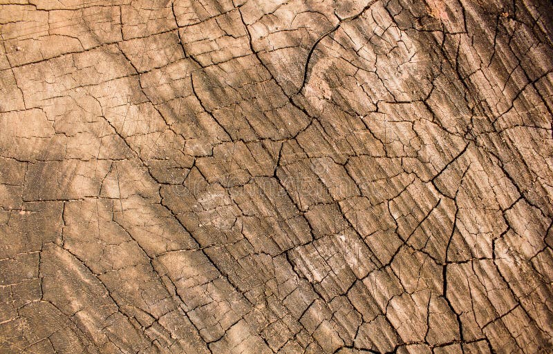 Wooden Texture of a Tree Trunk,Background Texture Stock Image - Image ...