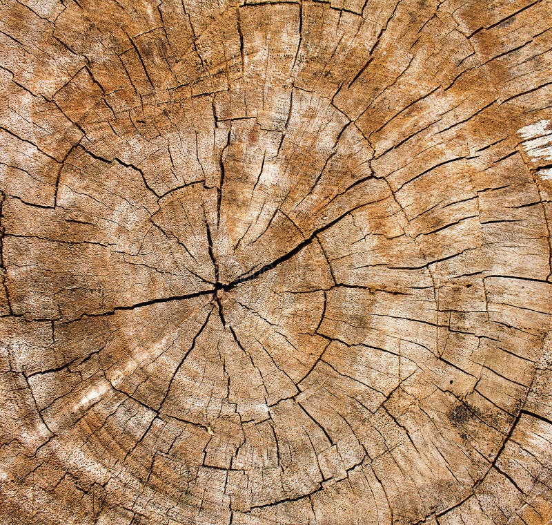 Wooden Texture of a Tree Trunk,Background Texture. Stock Photo - Image ...