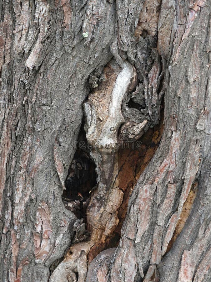 Knot and Hole Creating a Face in a Tree Trunk Stock Image - Image of ...