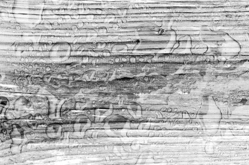 Wooden Texture with Water Drops B&W Stock Image - Image of hardwood ...