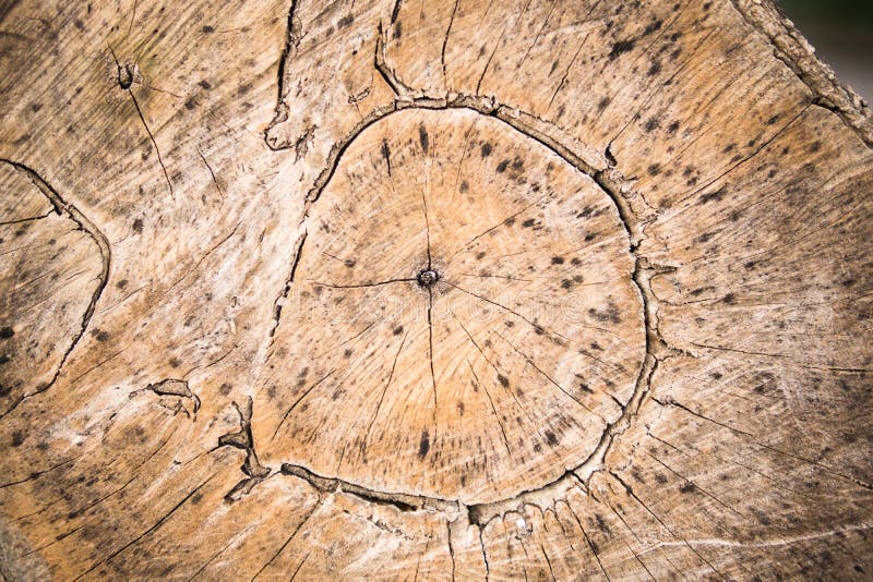 514 Log End Grain Texture Stock Photos - Free & Royalty-Free Stock ...