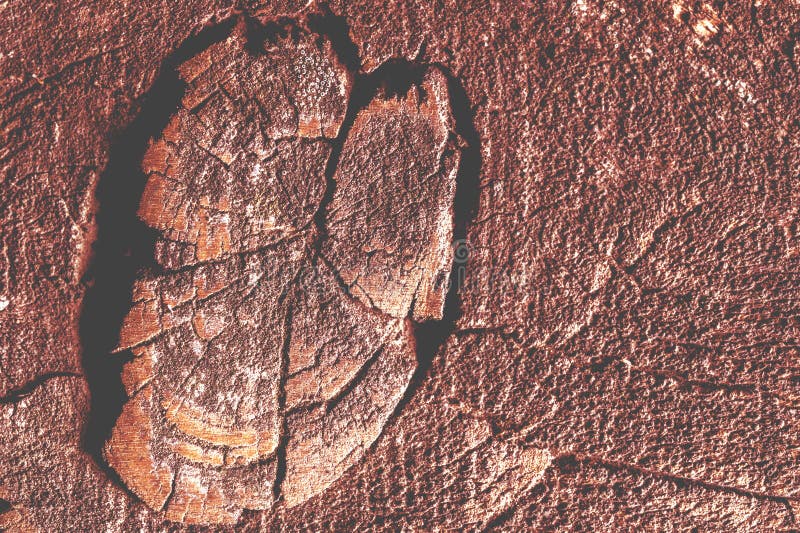 Old Tree Close-up. Wooden Textured Background Stock Image - Image of ...