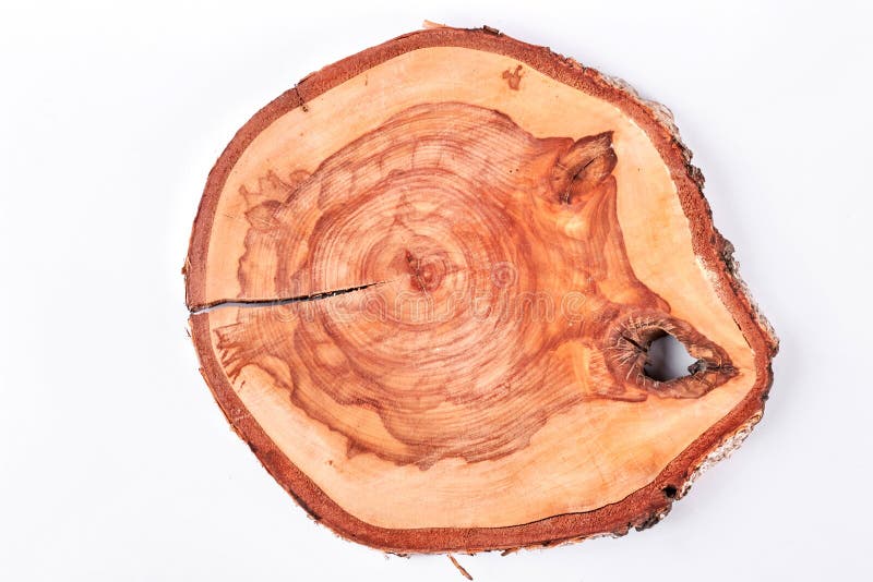 An Old Textured Stump from a Large Tree, Inside and Around the Fallen ...