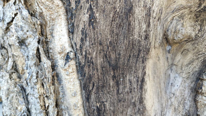 Wooden Textures, Tree Texture Abstract Background Stock Image - Image ...