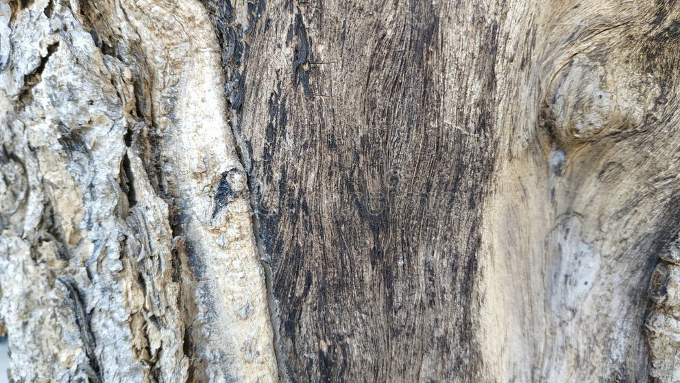Wooden Textures, Tree Texture Abstract Background Stock Image - Image ...