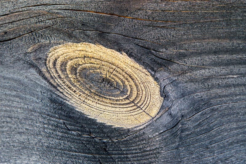 Wooden timber with a knag stock photo. Image of gnarl - 37483074