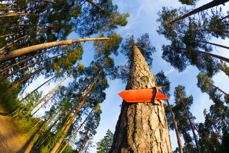 Wooden Track Pointer on Tree Stock Photo - Image of pine, outdoors ...