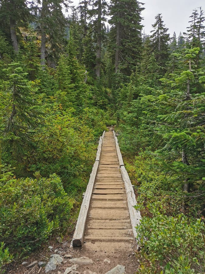 Wooden trail stock photo. Image of forest, wooden, trail - 157115122